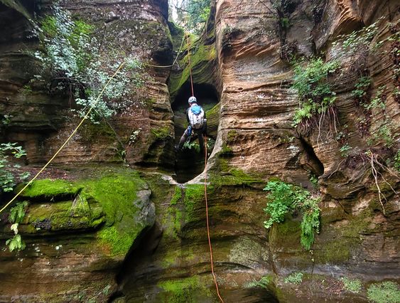 Ferntastic - ropewiki